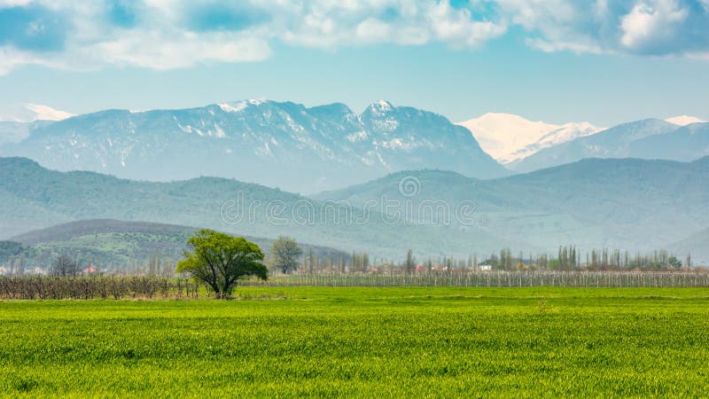 Green spring meadows stock image. Image of alpen, flower - 115629813