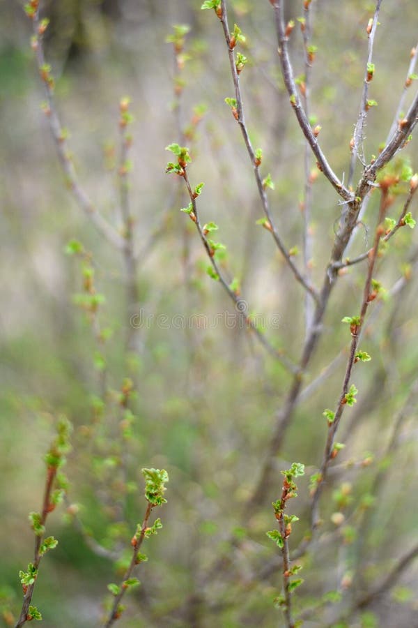 Green nature stock photo. Image of grow, agricultural - 19186660