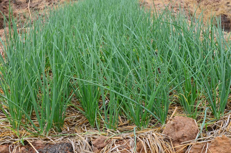 Green Spring Onion in the Garden Stock Image - Image of cilantro ...
