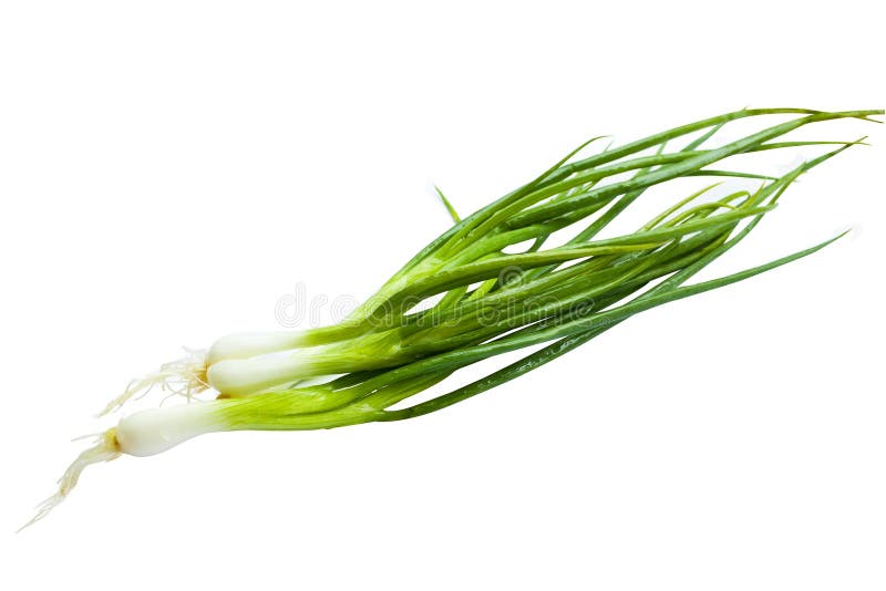 Green Spring Onion Isolated Stock Photo - Image of white, gourmet: 28888186