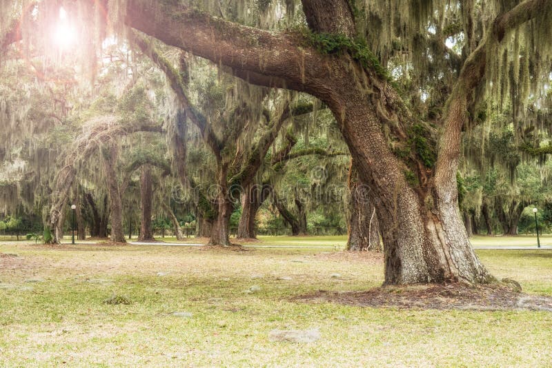 Green Spring Park with Fresh Grass, Trees, Palms. Stock Image - Image ...