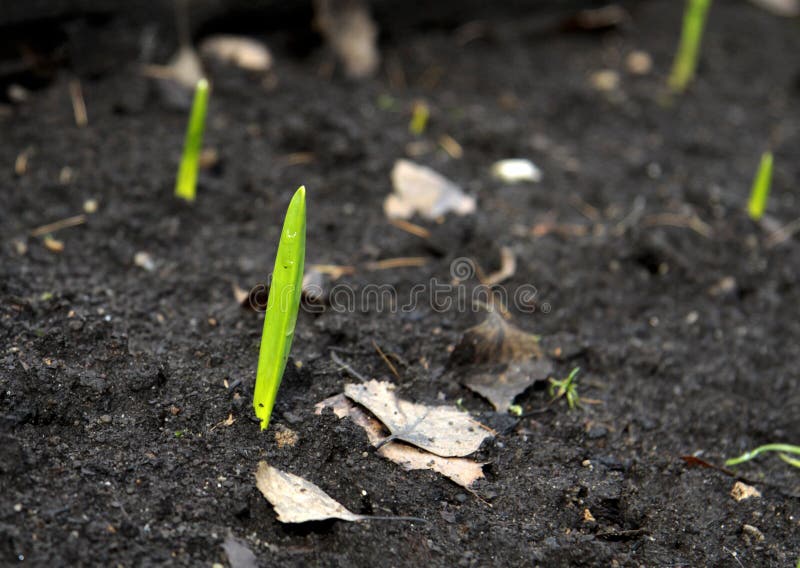 Green Fresh Spring Plant Sprout in the Ground Stock Image - Image of ...