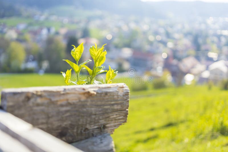 Green Spring Sprouts in Sunlight Stock Image - Image of close ...