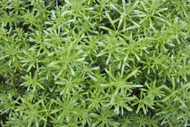 Green Spring Texture from Plants Stock Image - Image of summer ...