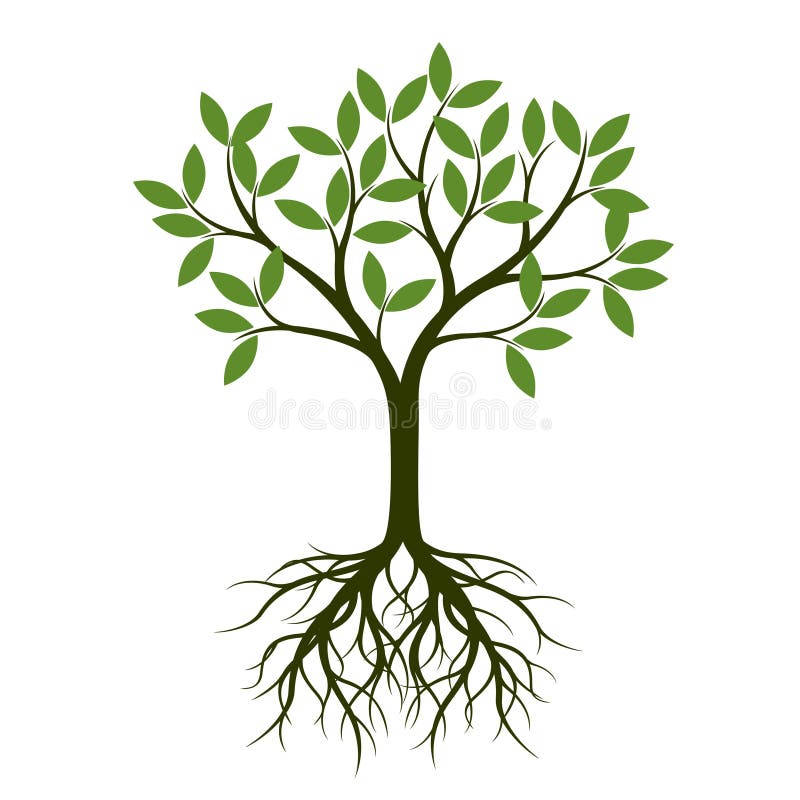 Green Spring Tree with Root. Vector Illustration Stock Illustration ...
