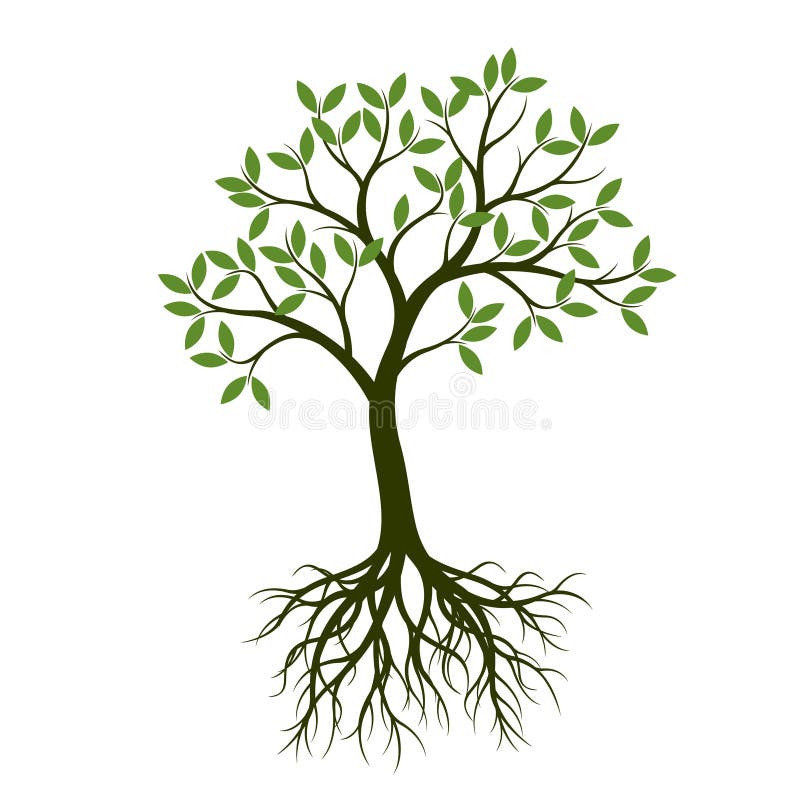 Green Spring Tree with Root. Vector Illustration Stock Illustration ...