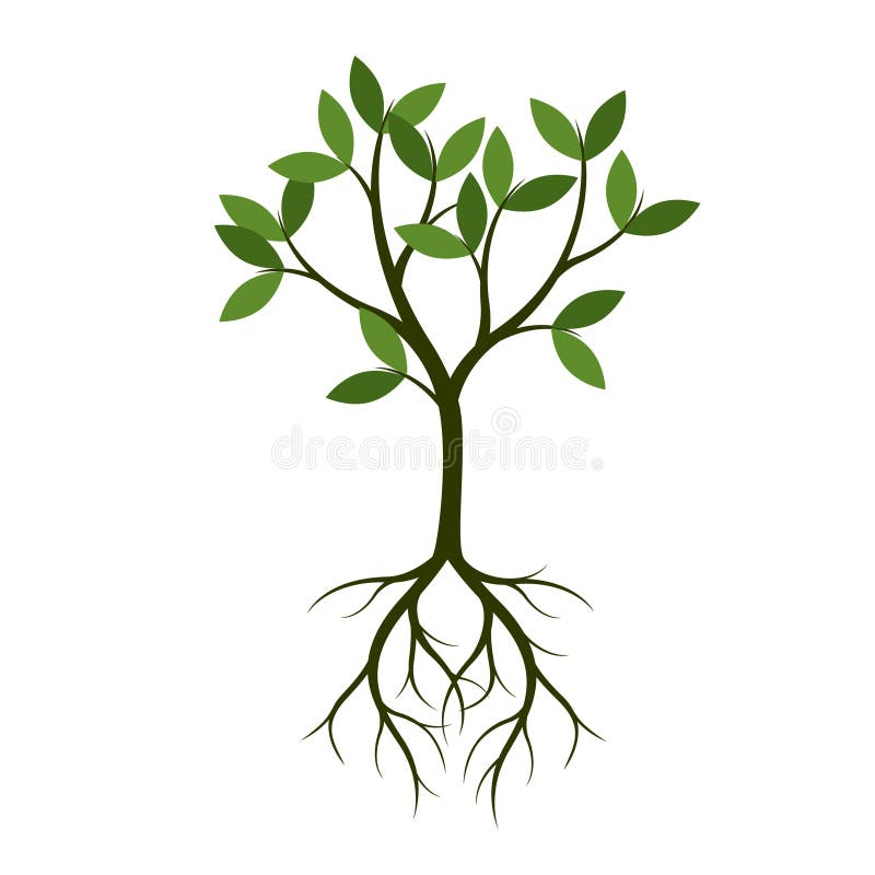 Green Spring Tree with Root. Vector Illustration Stock Illustration ...
