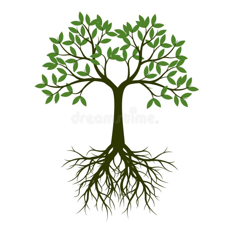 Green Spring Tree with Root. Vector Illustration Stock Illustration ...