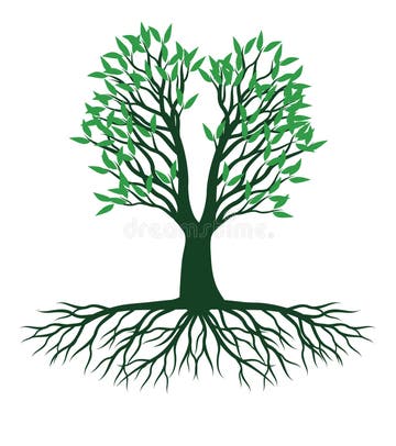Green Spring Tree with Roots. Vector Illustration Stock Vector ...