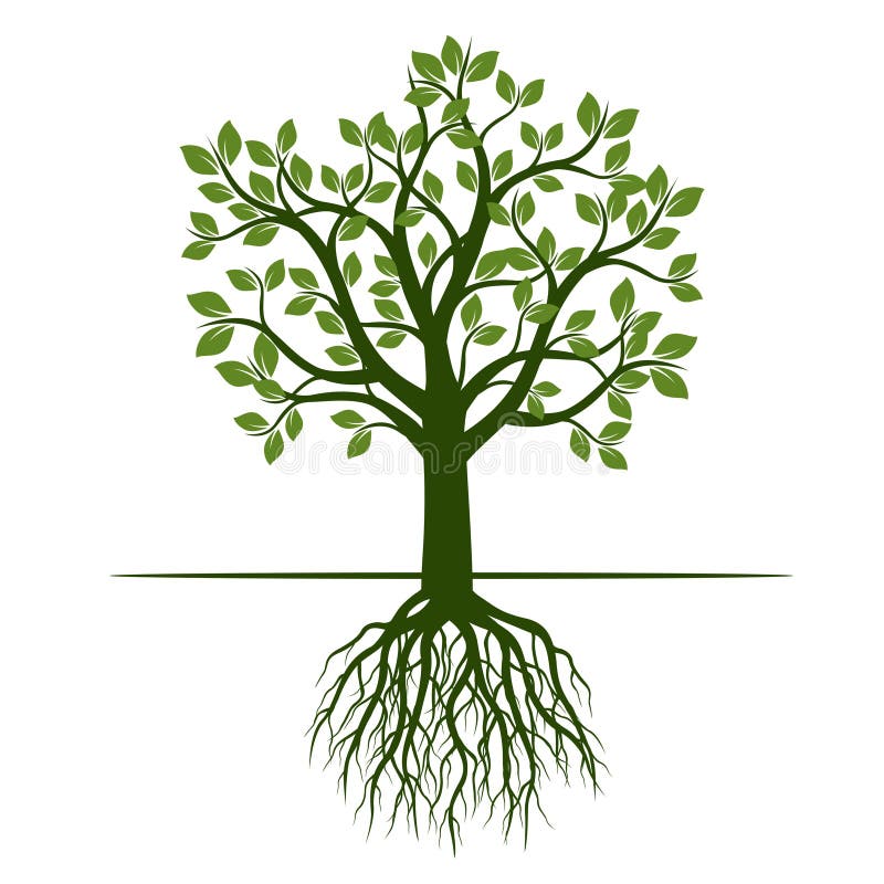 Green Spring Tree with Roots. Vector Illustration Stock Vector ...