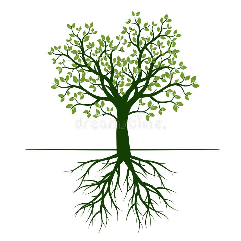 Green Spring Tree with Roots. Vector Illustration. Stock Illustration ... Green Spring Tree with Roots. Vector Illustration. Stock Illustration ...