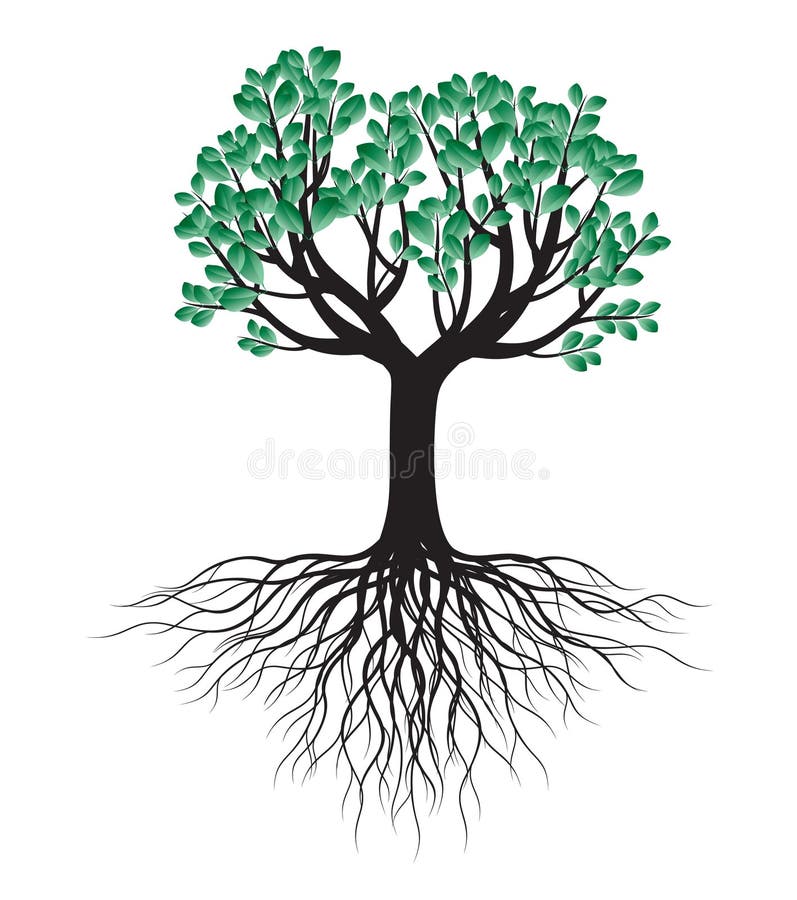 Green Spring Tree with Roots. Vector Illustration Stock Vector ...