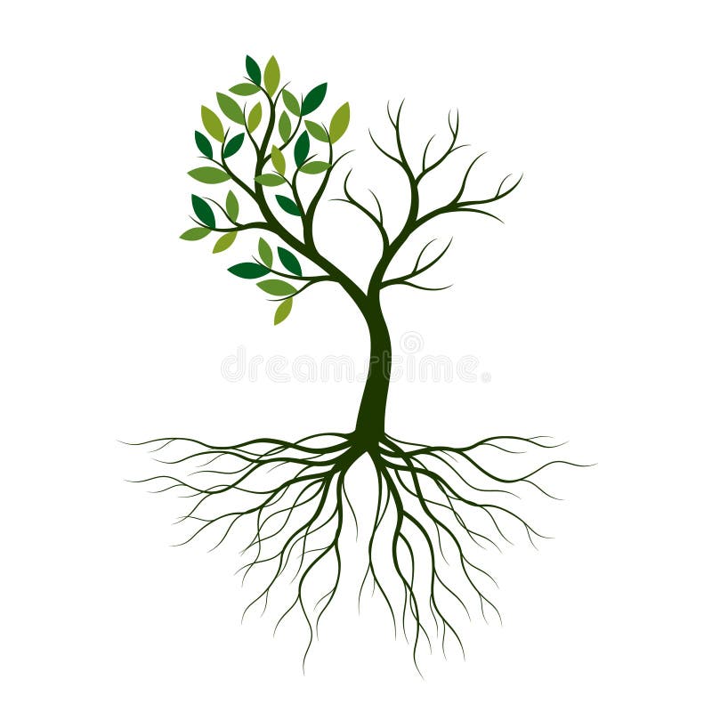 Green Spring Tree with Roots. Vector Illustration Stock Vector ...