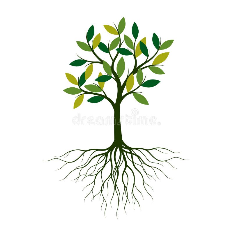 Green Spring Tree with Roots. Vector Illustration Stock Vector ...