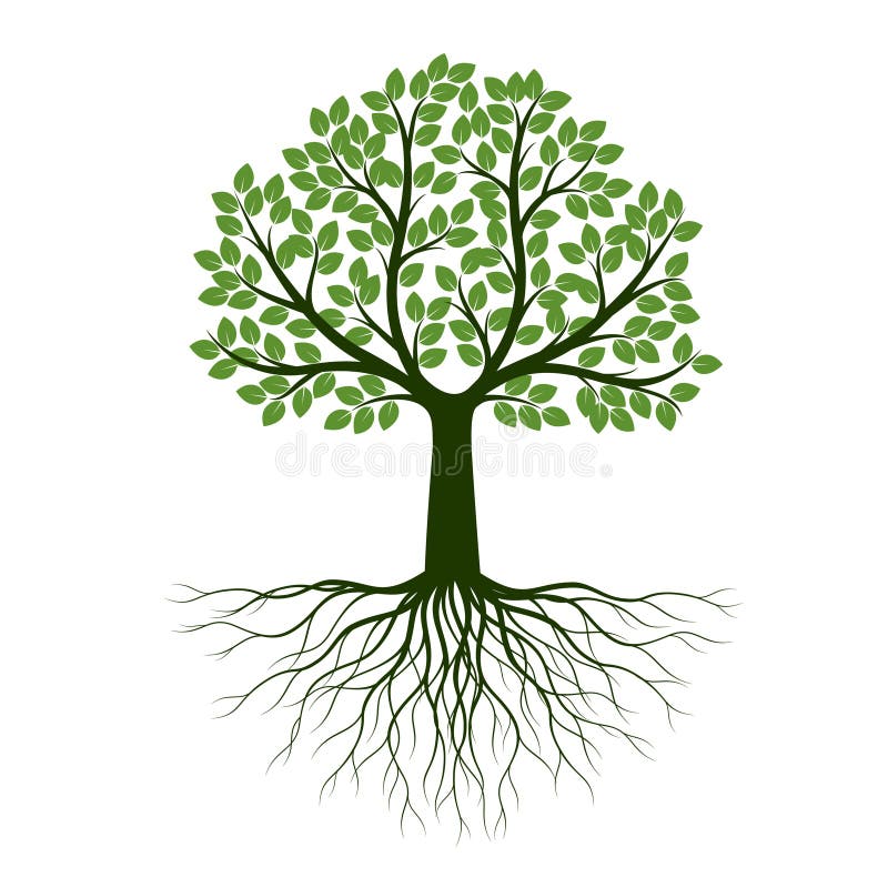 Green Spring Tree with Roots. Vector Illustration Stock Vector ...