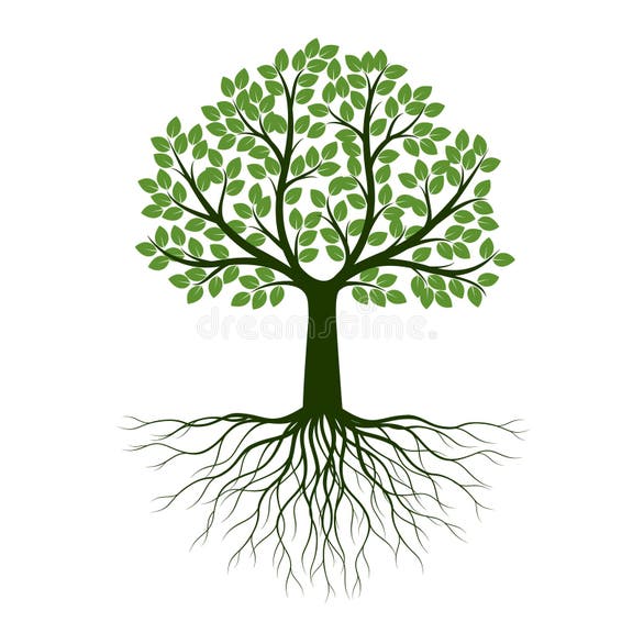 Green Spring Tree with Roots. Vector Illustration Stock Vector ...
