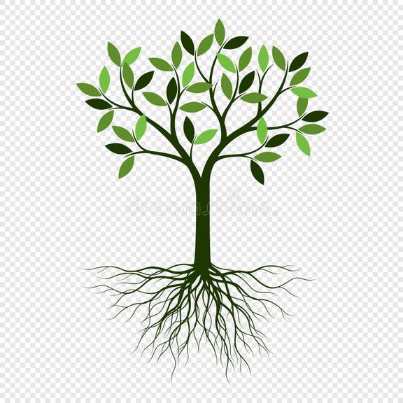 Green Spring Tree with Roots. Vector Illustration Stock Illustration ...