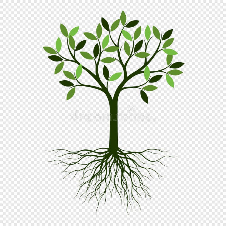 Green Spring Tree with Roots. Vector Illustration Stock Illustration ...