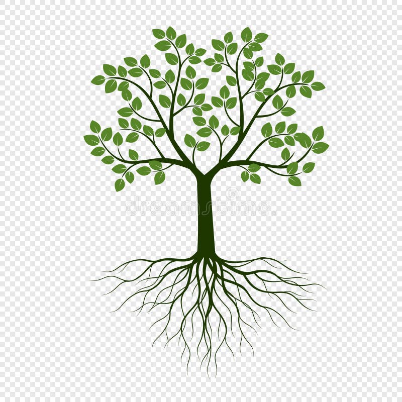 Green Spring Tree with Roots. Vector Illustration Stock Illustration ...