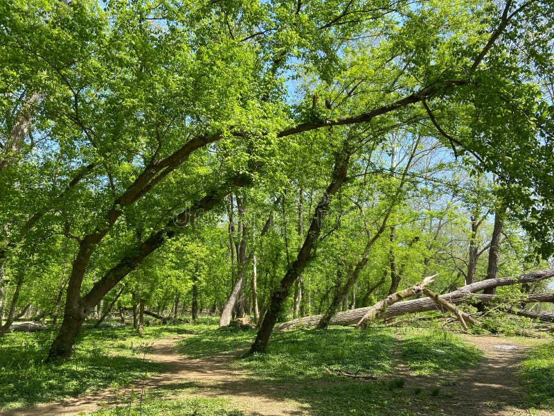 Green Spring Trees and Forest in April Stock Image - Image of landscape ...