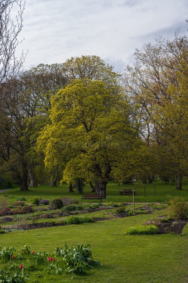 Green Spring Trees in Lund Botanical Gardens in Sweden Stock Image ...