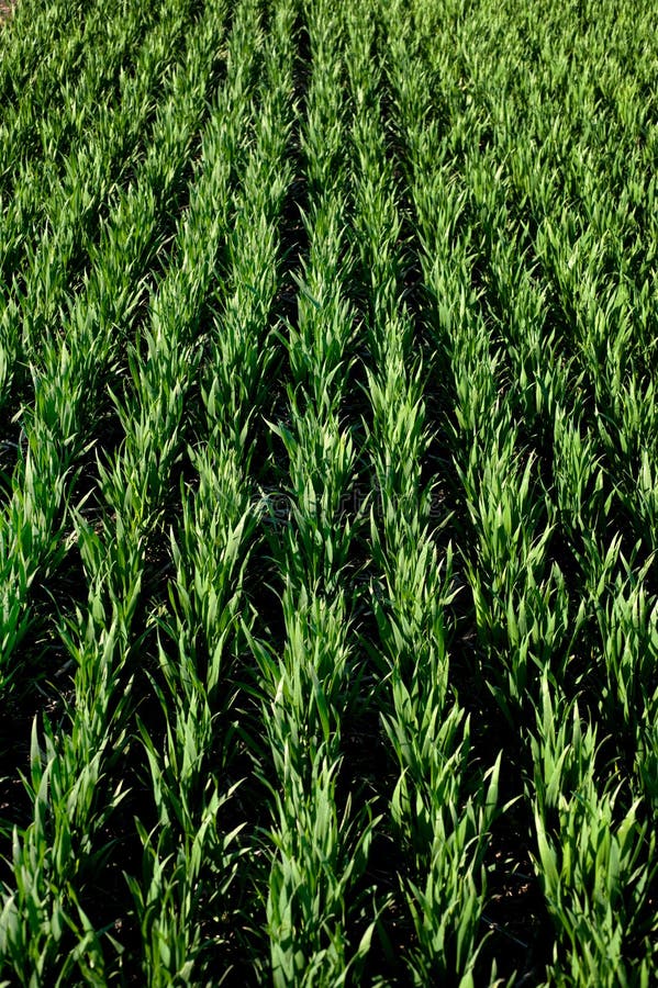 Spring Wheat Crops, Sprouts, Close Up, Spring Agriculture, Top View ...
