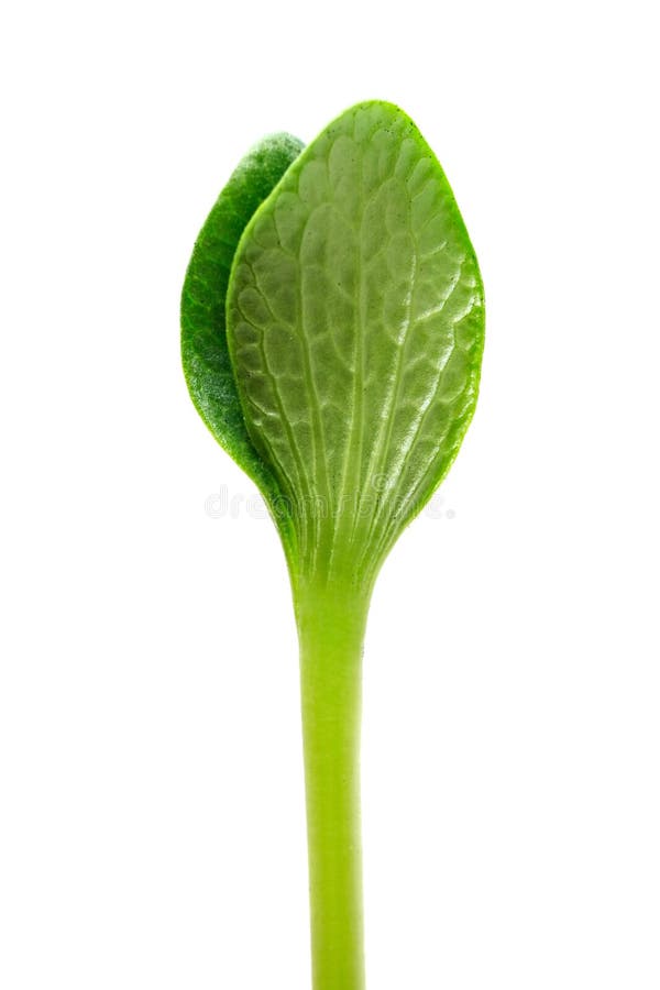 Green sprout stock image. Image of environmental, concepts - 14670111