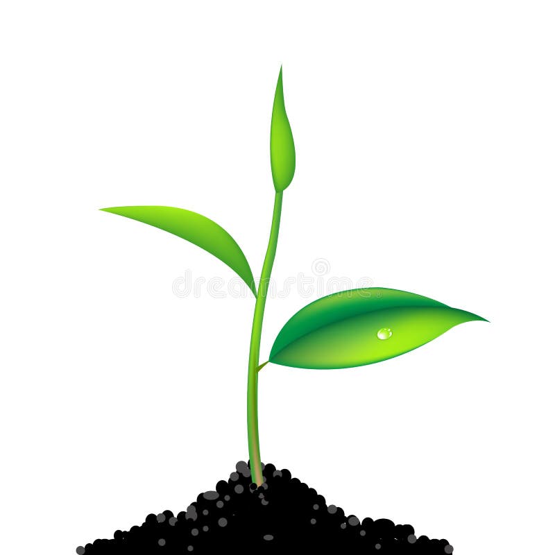 Spring Sprout - Green Growing Plant. Watercolor Stock Illustration ...