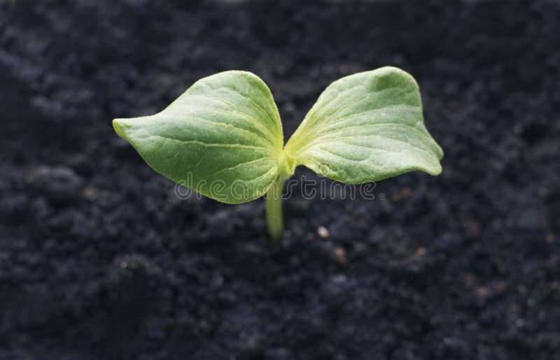Green sprout stock photo. Image of stem, shoot, land, plant - 240808