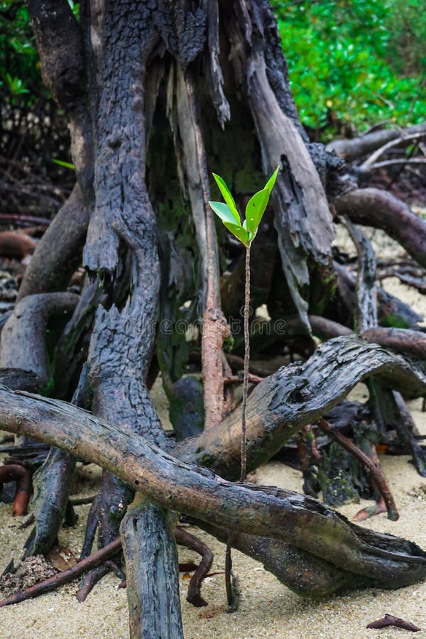 Green sprout stock photo. Image of leaf, green, life - 63887584