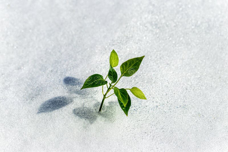 A Green Sprout Breaking through the Snow in Spring Stock Photo - Image ...