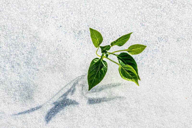 A Green Sprout Breaking through the Snow in Spring Stock Image - Image ...