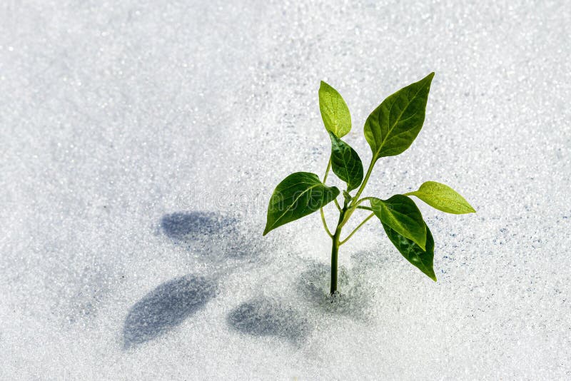 A Green Sprout Breaking through the Snow in Spring Stock Photo - Image ...