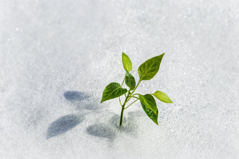 A Green Sprout Breaking through the Snow in Spring Stock Photo - Image ...