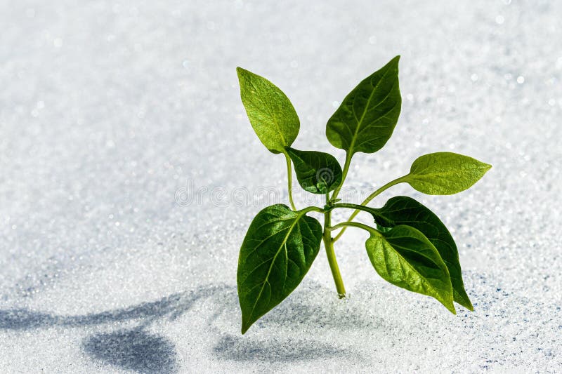 A Green Sprout Breaking through the Snow in Spring Stock Photo - Image ...