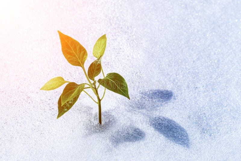 A Green Sprout Breaking through the Snow in Spring Stock Image - Image ...