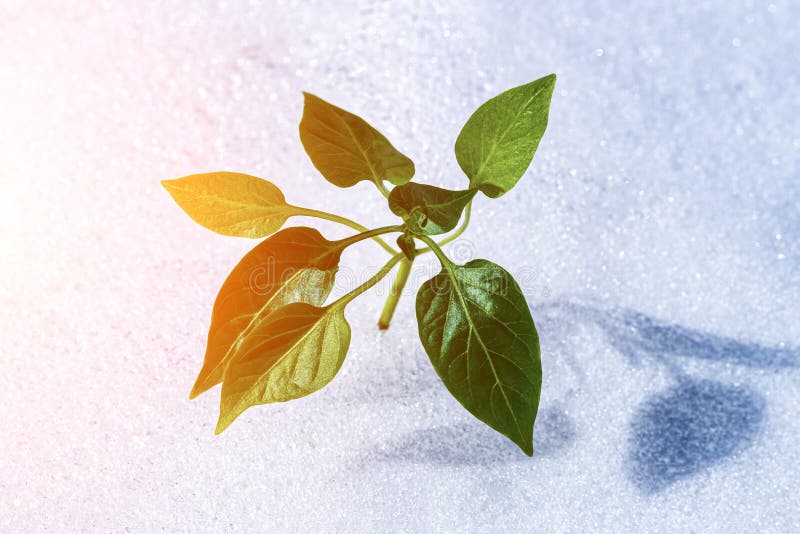 A Green Sprout Breaking through the Snow in Spring Stock Photo - Image ...