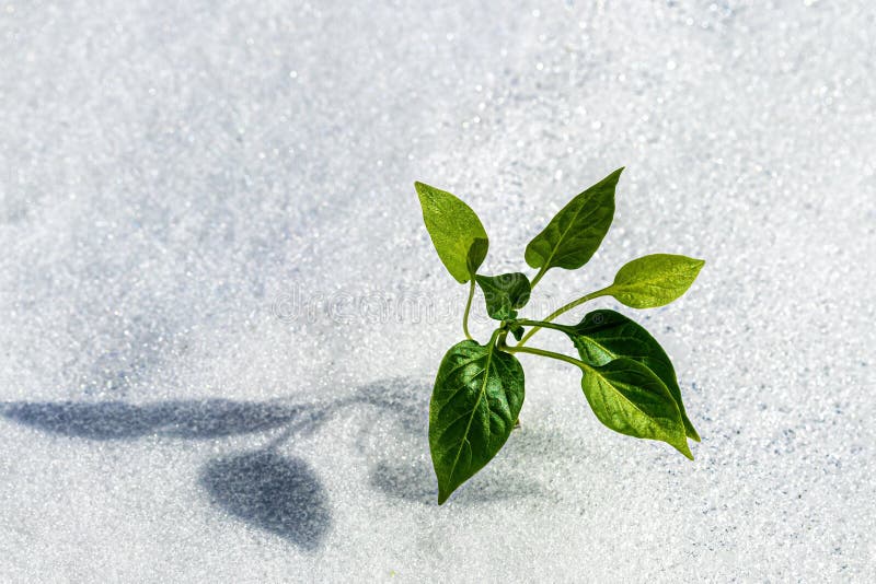 A Green Sprout Breaking through the Snow in Spring Stock Image - Image ...