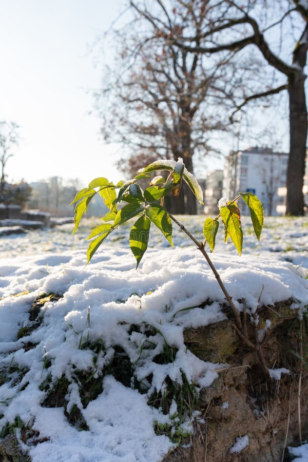 Green Life Warming Frozen Vegetables Stock Photos - Free & Royalty-Free ...