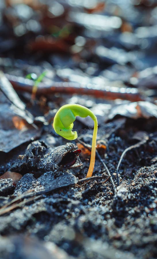 A Green Sprout Breaks through the Ground in the Spring, Illuminated by ...