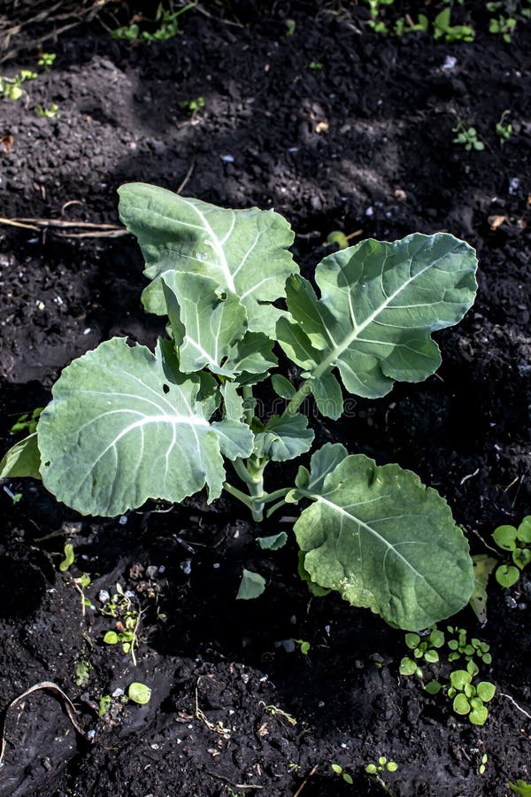 Green Sprout of Cauliflower Planted in the Garden Stock Image - Image ...