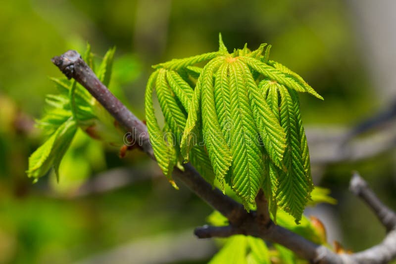 Young chestnut sprout stock photo. Image of root, leaf - 16222292