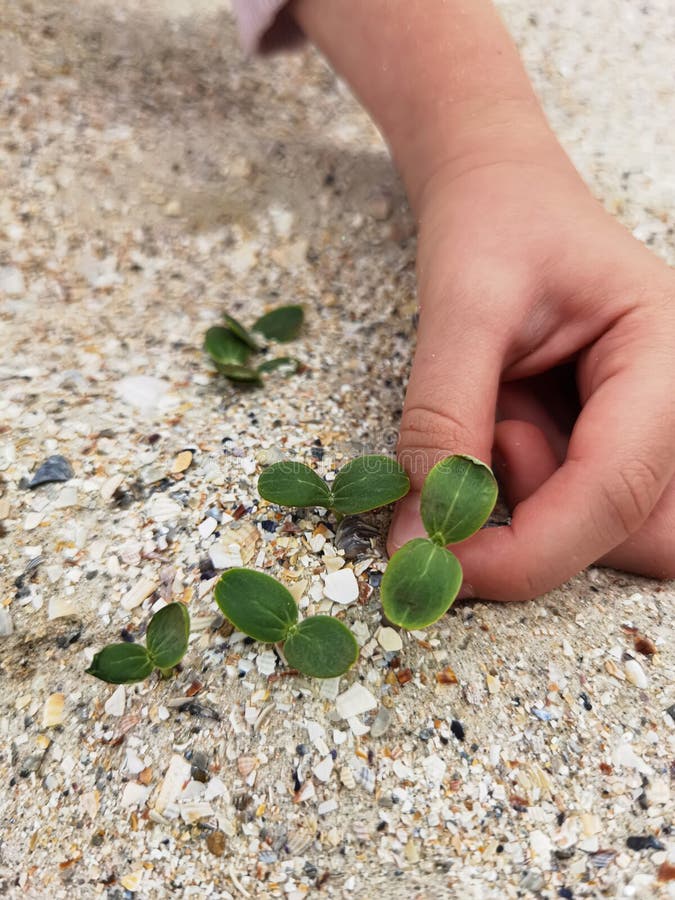 Green Sprout in Children Hand. Shallow Dof. Stock Image - Image of ...