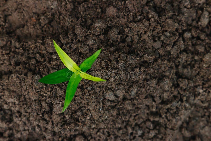 Green Sprout from the Earth Top View, Concept New Beginning Stock Image ...