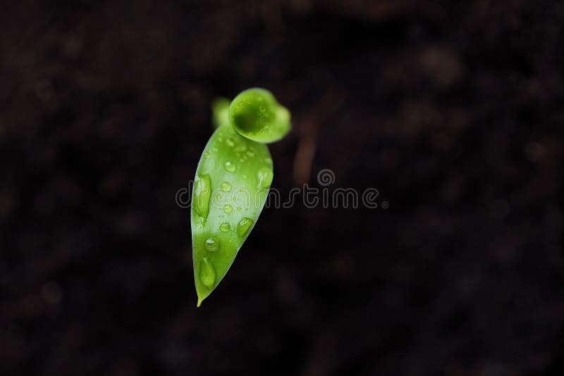 Green Sprout of a Flower in the Ground Stock Photo - Image of green ...
