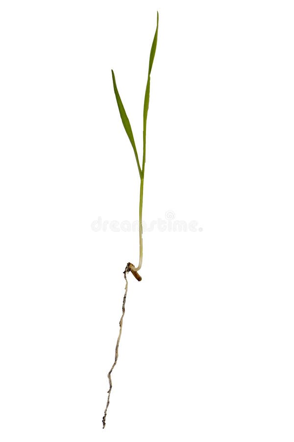 248 Root Stem Leaves Flower Seed Stock Photos - Free & Royalty-Free ...
