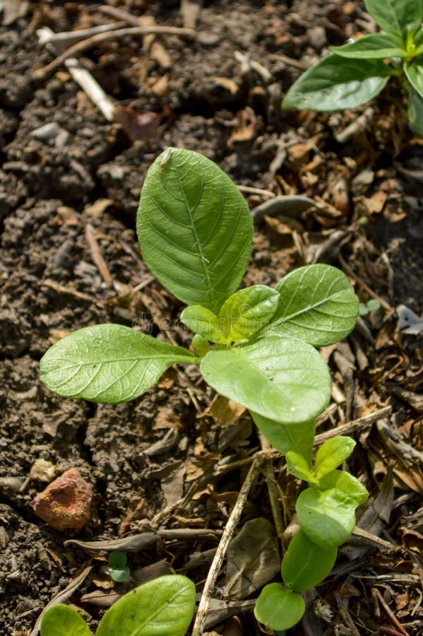 Green sprout stock image. Image of natural, agriculture - 60510145