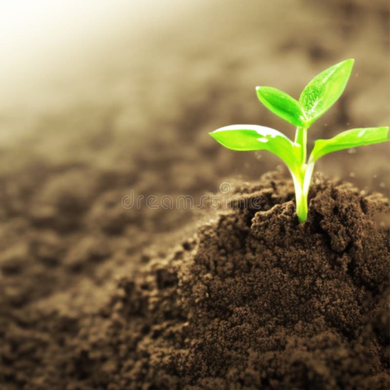 A Green Sprout from the Ground. Stock Image - Image of small, spring ...