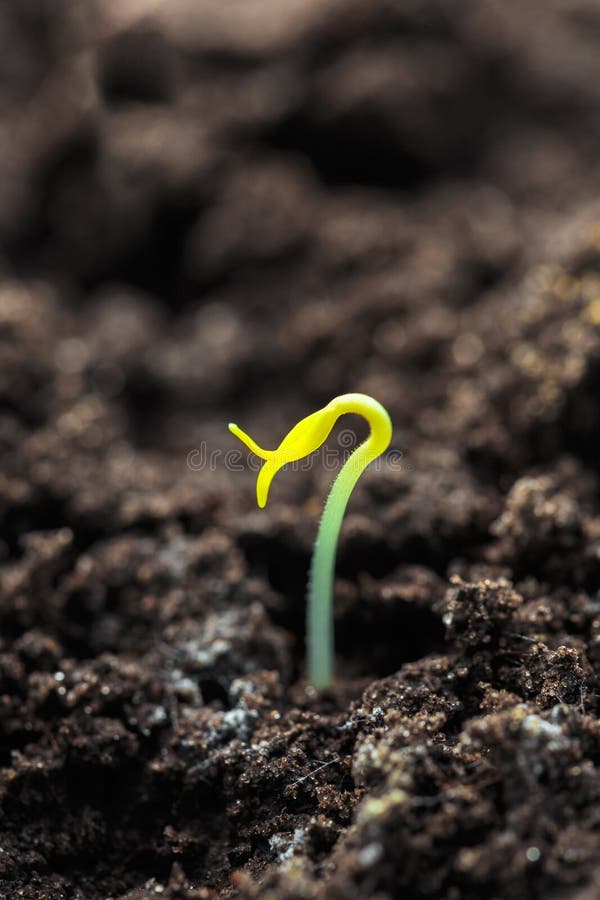 Spring sprout of grass stock photo. Image of country, gray - 8379146