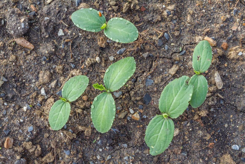 Green Sprout Growing from the Ground Stock Photo - Image of ...